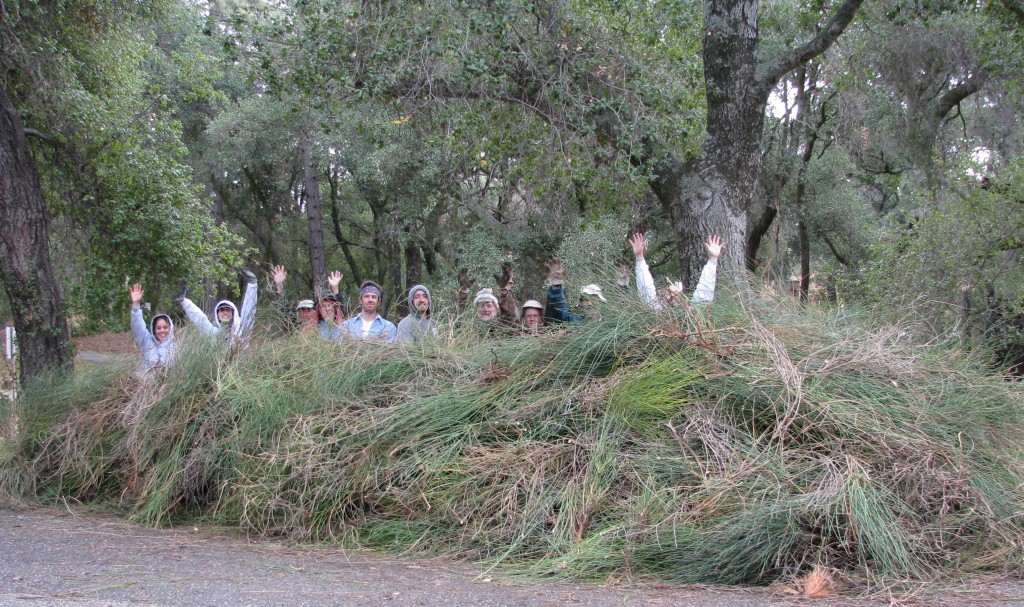 Biological Pollution: non-native Plants – Back to Natives Restoration